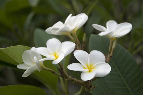 Como Cultivar Jasmim Flor Perfumada E Com Propriedades Medicinais