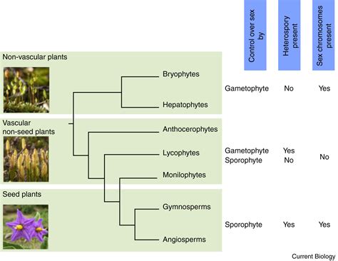 Plant Sex Determination Current Biology