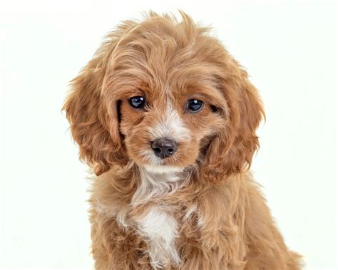Cockapoo Dog Breed Information And Characteristics