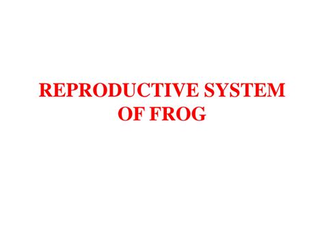 Solution Reproductive System Of Frog Studypool