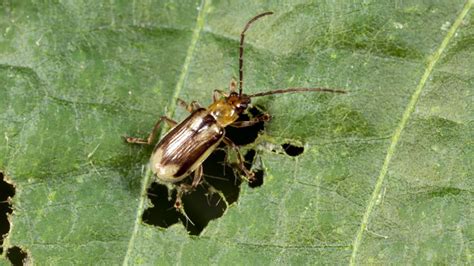 Gut Bacteria Allows Insect Pest To Foil Farmers