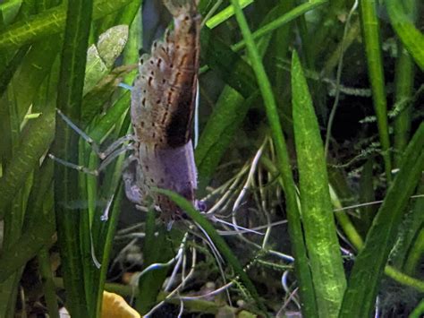 Saddle Molting Death Whats Wrong With My Amano Shrimp Shrimp