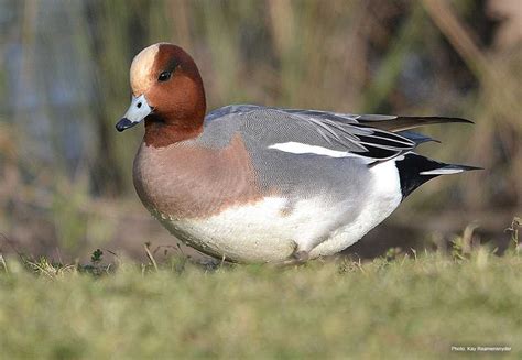 Eurasian Wigeon Ducks Unlimited