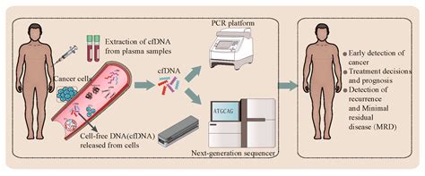 Current And Future Perspectives Of Cell Free Dna In Liquid Biopsy