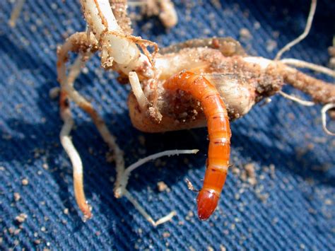 Wireworms Corn