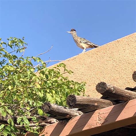 How to Catch a Roadrunner – Aspenbloom Pet Care