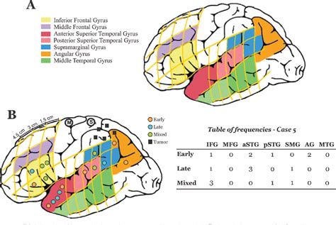 Figure 2 From Age Of Language Acquisition And Cortical Language