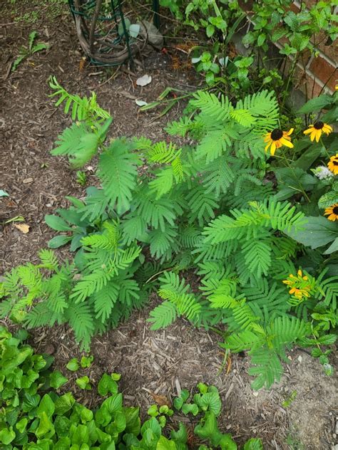 Illinois Bundleflower From Marion County Us In Us On August 13 2022