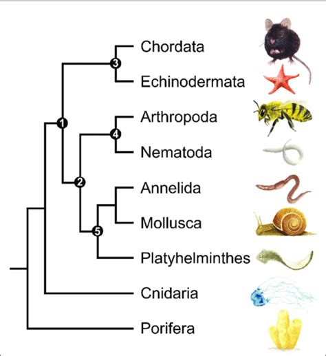 Classification Of Animals Kingdom Phylum
