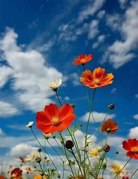 张咏梅：风景画（外一首）中国散文学会创作董守和