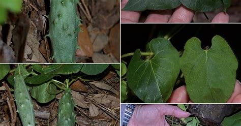 Plateau Milkvine Matelea Edwardsensis And Pearl Milkweed Matelea