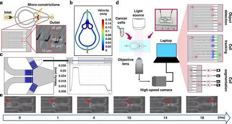 A Deformability Based Biochip For Precise Label Free Stratification Of