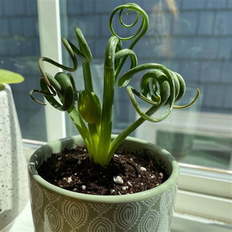Propagating Your Frizzle Sizzle Step By Step Guide