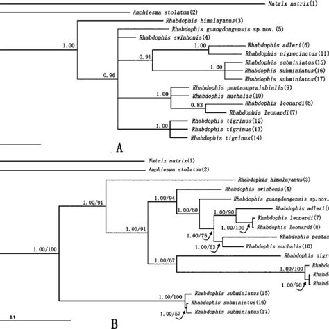 A Bayesian Phylogenetic Inference Tree Analysis Based On The C Mos