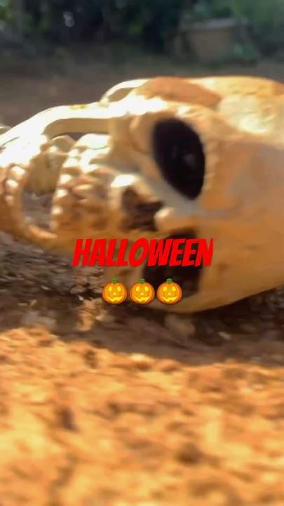 Deerc Mn78 1 12 4wd Rccar Rccars Crawler Skeleton Youtube