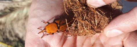 Red Palm Weevil Infection Detection With Remote Sensing Belgian