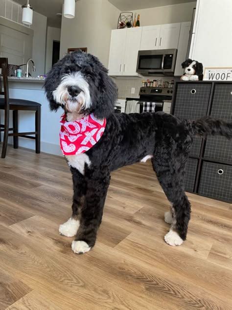 25 Cute Bernedoodle Haircut Ideas All The Different Types And Styles