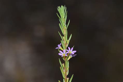 Lythrum Hyssopifolia A Toxic Weed Lythrum Hyssopifolia Wh Flickr
