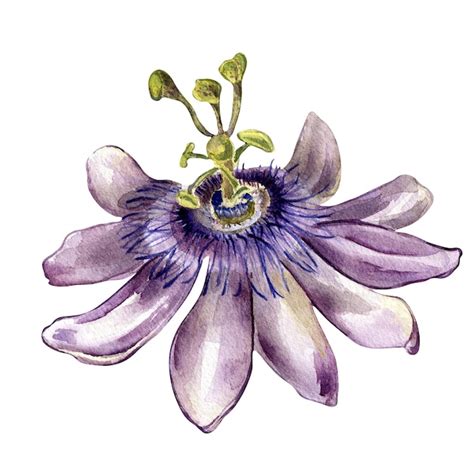 Passion Flower Illustration At Conrad Williams Blog