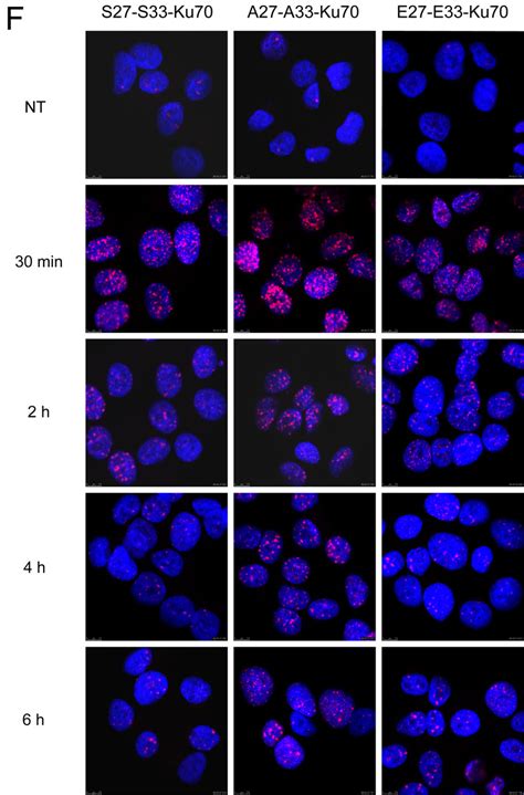 Continued Function Of The Phosphorylated Form Of Ku70 In Cell Cycle