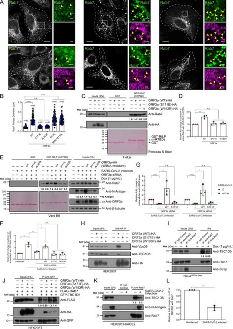 Sars Cov 2 Virulence Factor Orf3a Blocks Lysosome Function By