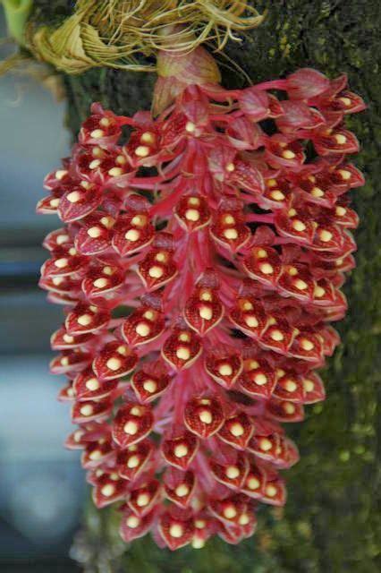 120 Birds Of Paradise Orchids Ideas Orchids Exotic Flowers