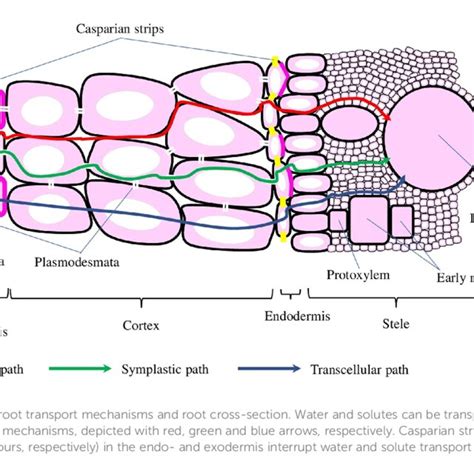 Lignin Biosynthesis Pathway This Pathway Has Been Modified Based On Download Scientific