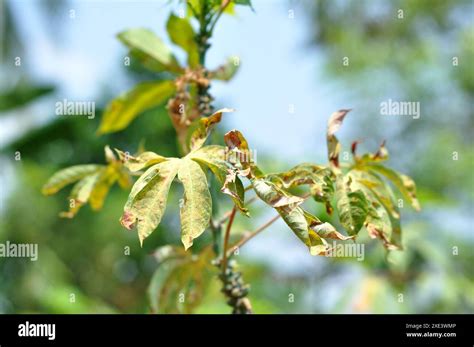 Curly Cassava Leaves And Yellow Spots Are Attacked By Viruses And Plant
