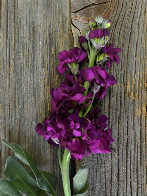 Wholesale Purple Stock Delivered Online Flowerfarm