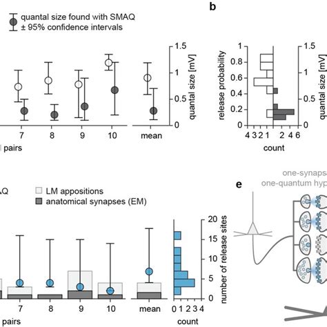 Synapse Size Predicts Synaptic Transmission Strength A Correlation