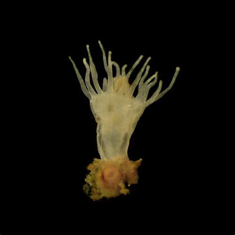 Jellyfish Polyp Jellyfish Polyp Sea