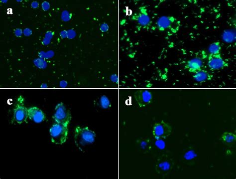 The Fitc Labelled Different Strains With Green Coloration And Dapi