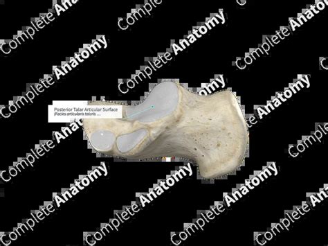 Posterior Talar Articular Surface Complete Anatomy