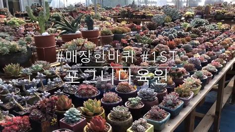 포그니다육원 매장한바퀴 1st 부천다육전문매장다육이다육식물다육구경다육키우기 Youtube
