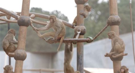 Love Care Progress Videos Mark Sharpless