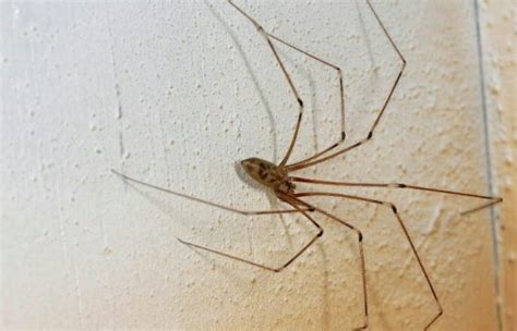 46 Arizona Spiders Spiders In Arizona With Pictures Identification