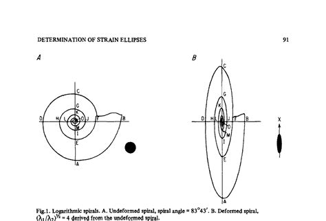 Something Coiled Fossil Id The Fossil Forum