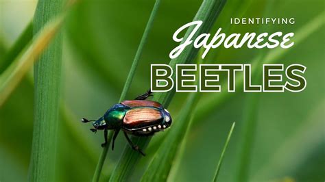 What Does A Young Japanese Beetle Look Like At Gemma Nock Blog