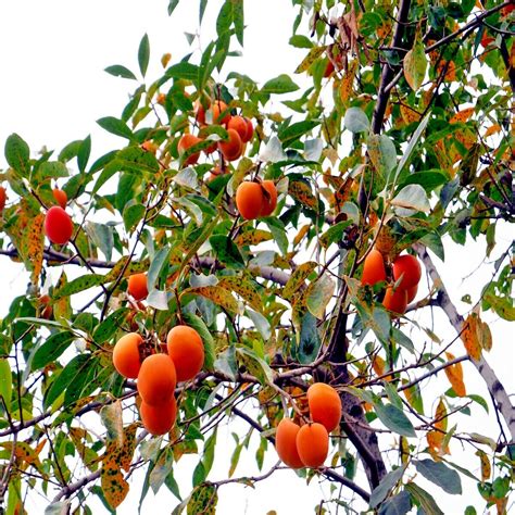 5 Japanese Persimmon Tree Seeds Diospyros Kaki Asia Hardy Garden