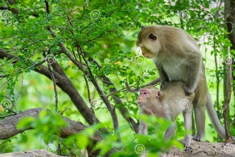 Male Monkeys Female Monkeys Are Make Love In The Mating Season Stock