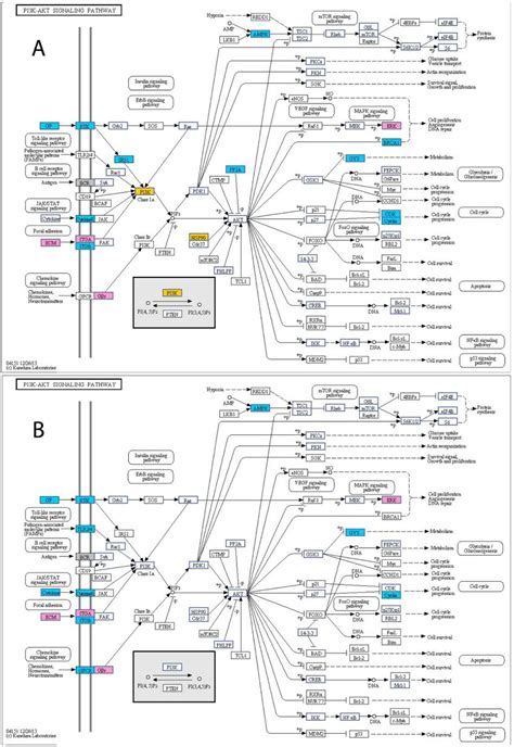 pathway representation of the differentially expressed transcript and