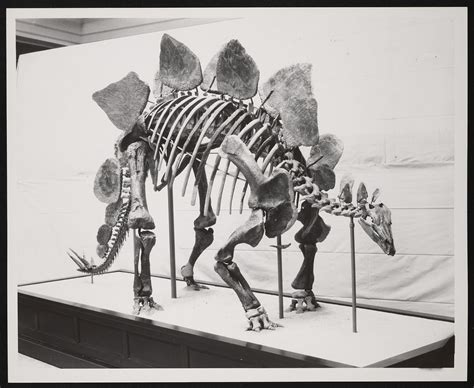 Vertebrate Fossil Exhibit Division Paleontology Free Photo Rawpixel