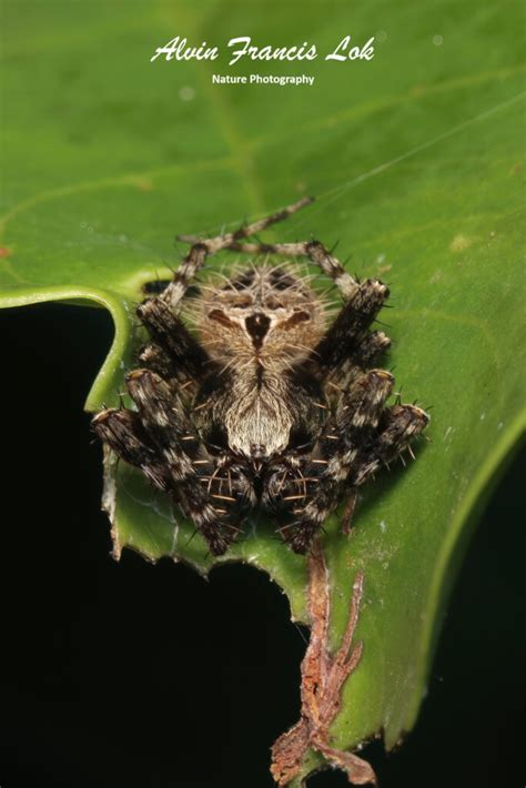 Genus Neoscona Biodiversity Singapore