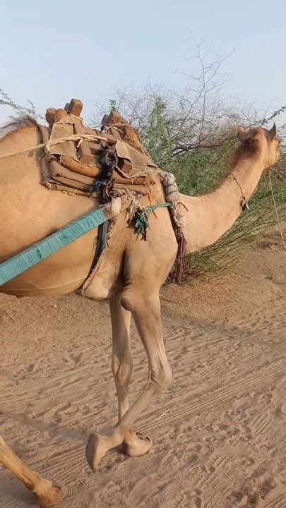 الجمل ذو السلالةالعاليةيبحث عن الماء بظهر الجملa High Breed Camel Is Going For Water With Camel