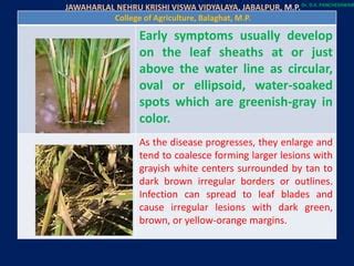 Important Paddy Diseases Pptx