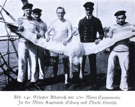 Albatross Wingspan Compared To Human