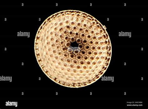 Fosssil Diatom Light Micrograph Of A Fossilised Diatom Diatoms Are