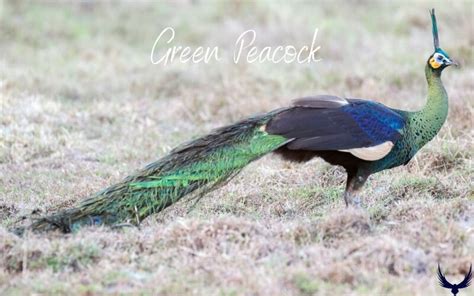 How Much Is A Peacock Bird Cost Peacock Bird Prices 2024