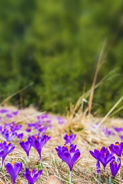 Premium Photo Blooming Crocus Background