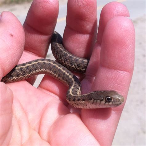 Western Terrestrial Garter Snake Project Noah